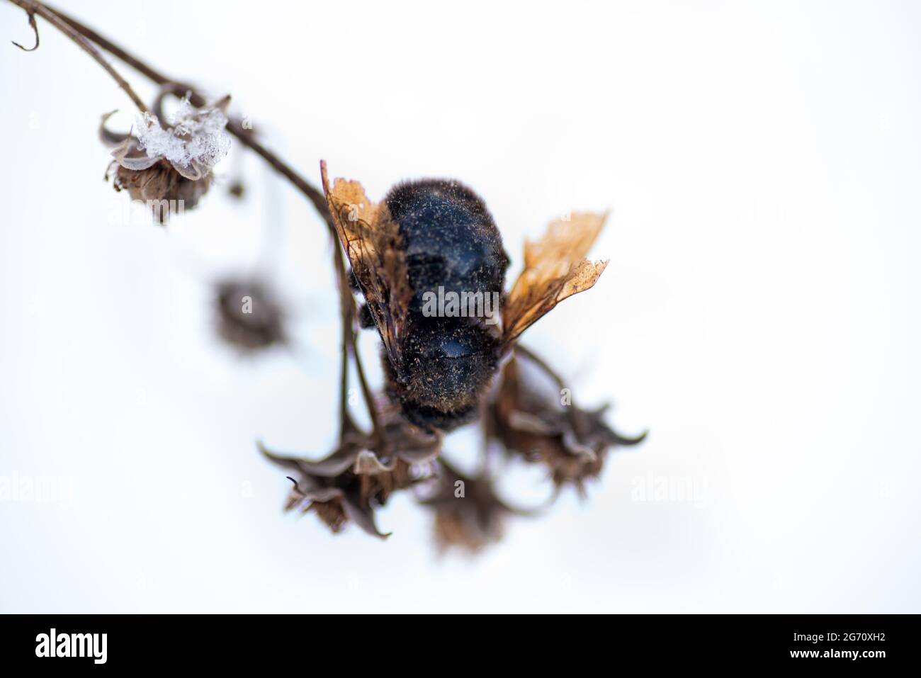 Death of insects. Winter is not compatible with life of environment ...