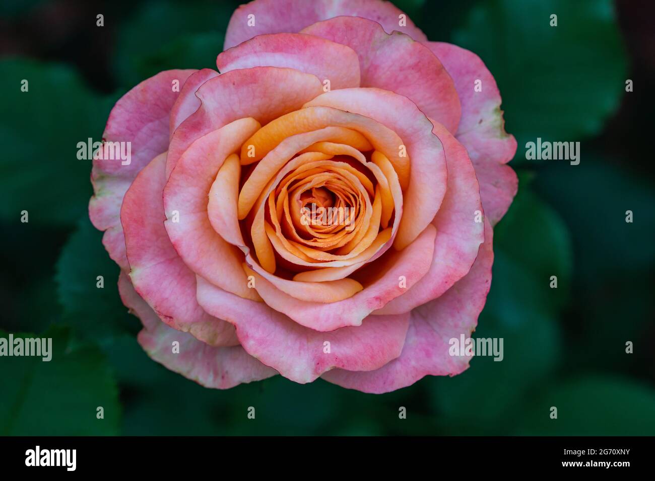 Rose Flower in Bloom in Summer Stock Photo - Alamy