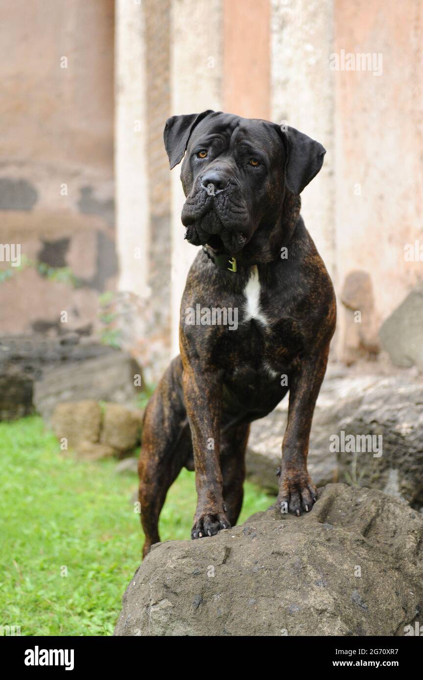 Italian mastiffs hi-res stock photography and images - Alamy