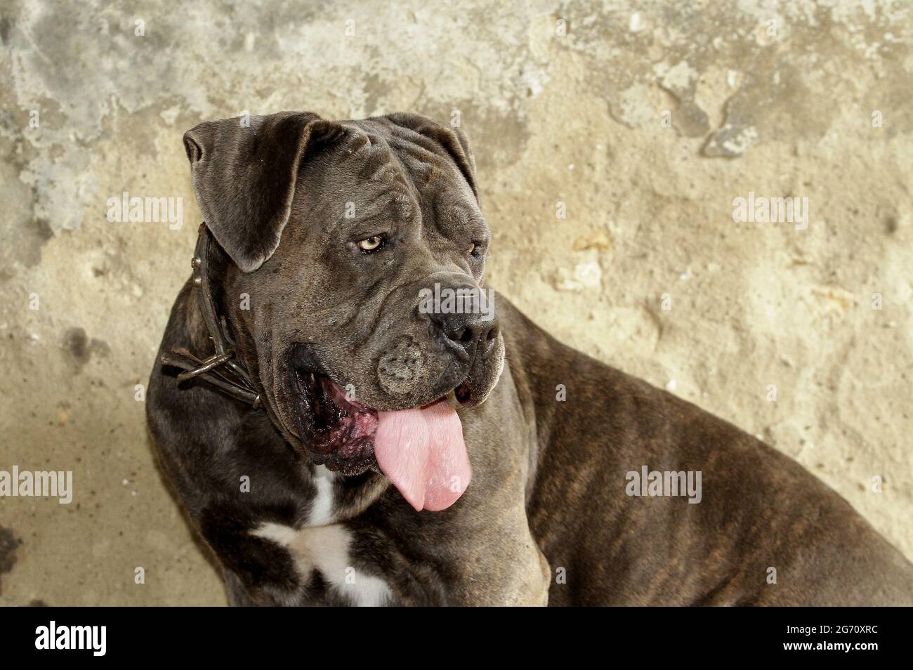 Cane corso bark hi-res stock photography and images - Alamy