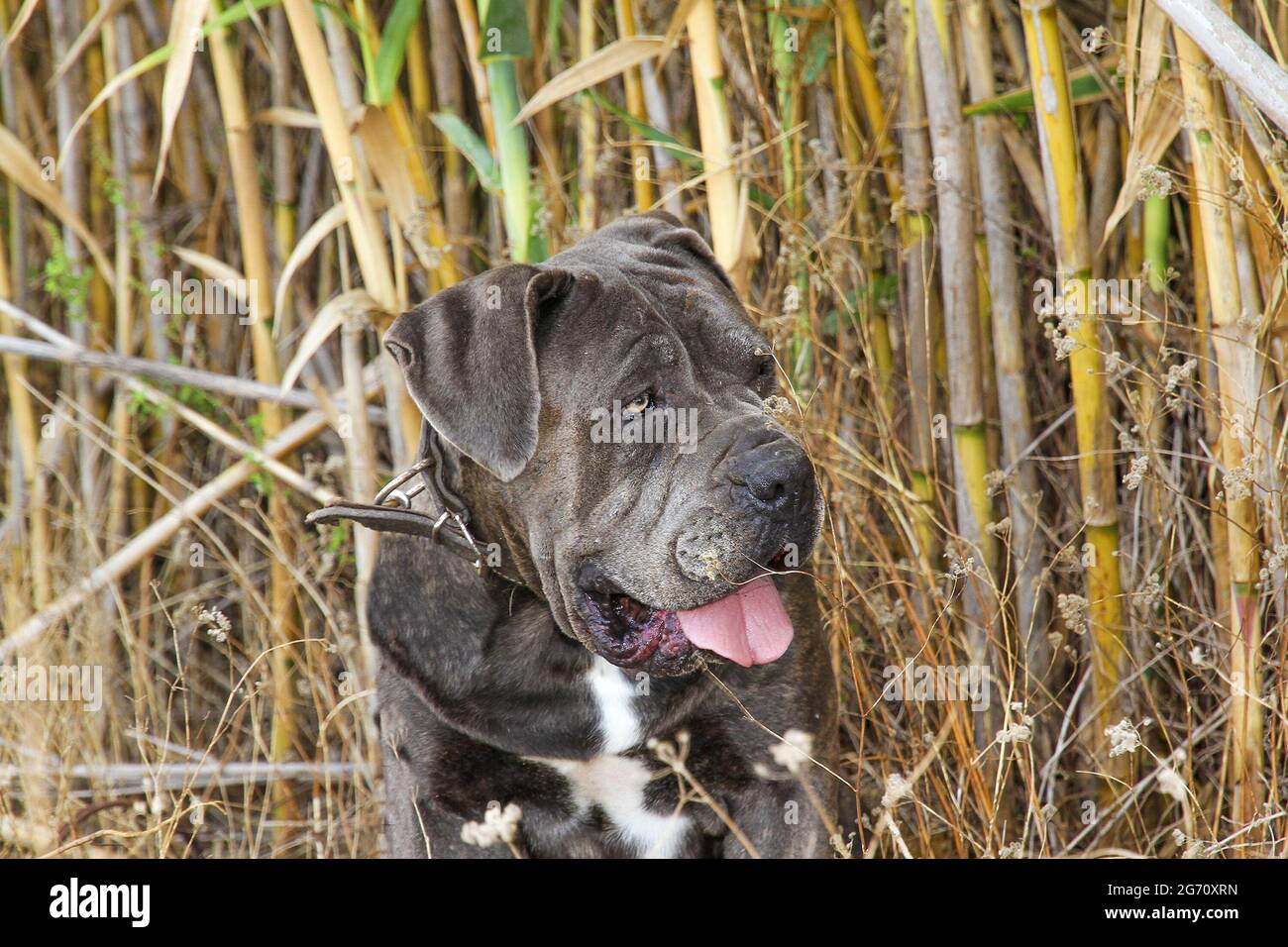 Cane corso bark hi-res stock photography and images - Alamy