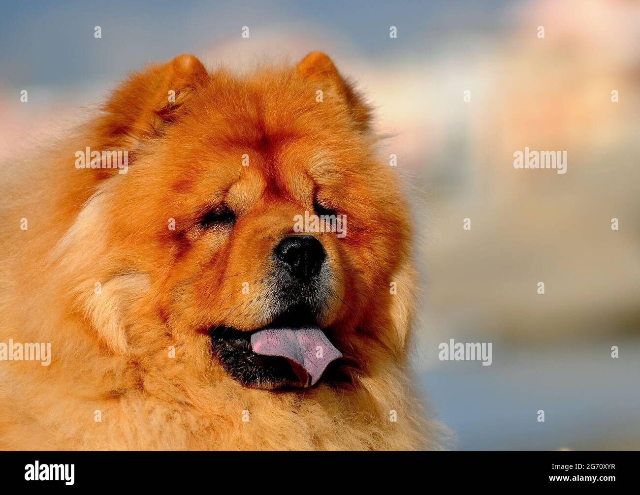 Portrait of ? cute Chow Chow dog Stock Photo - Alamy