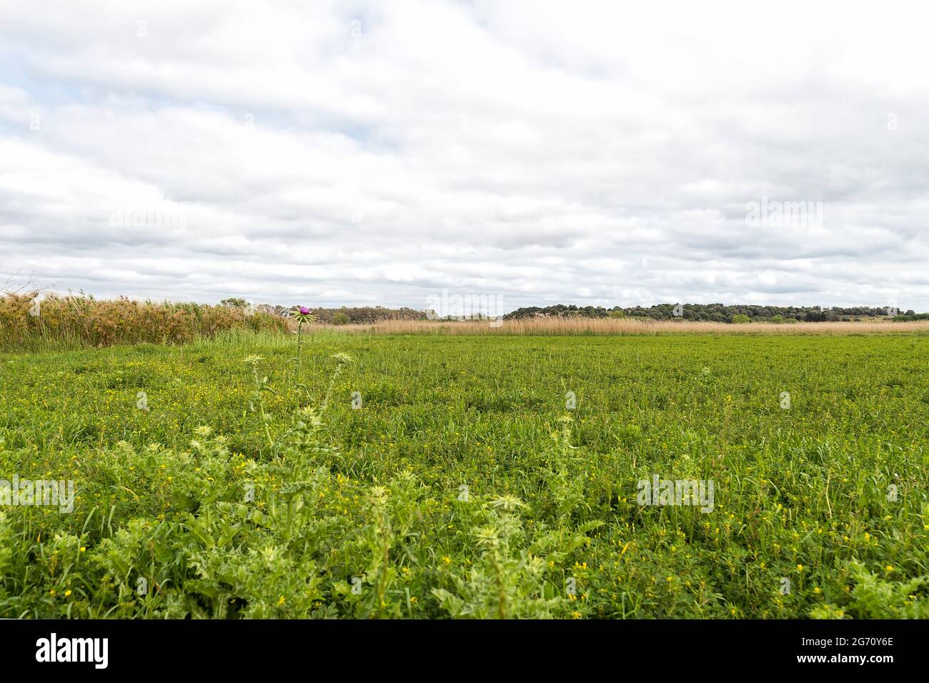 Awesome Green Sceneries of Natural Reserve of Ciane River (Riserva ...