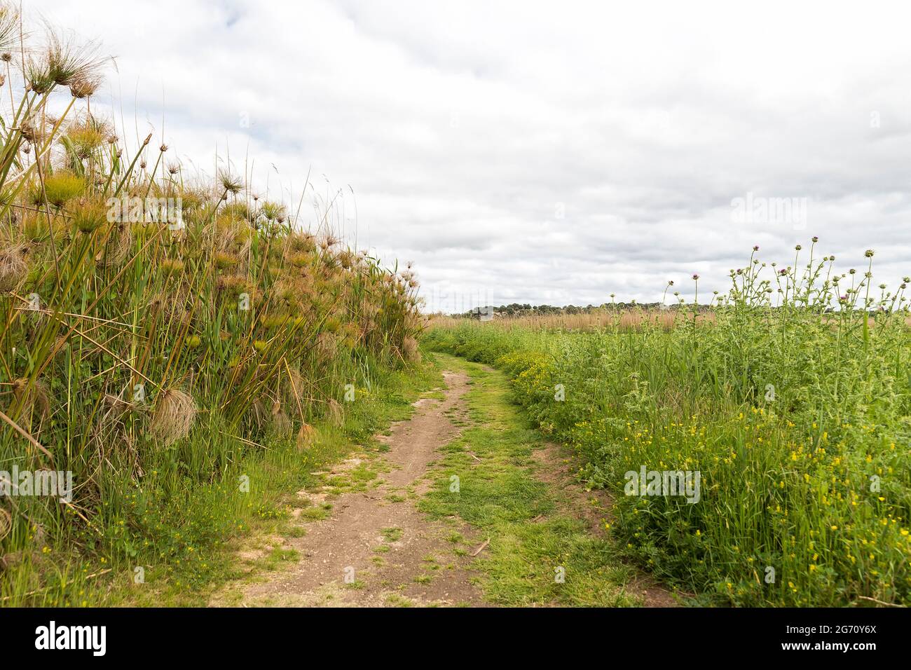 Awesome Green Sceneries of Natural Reserve of Ciane River (Riserva ...