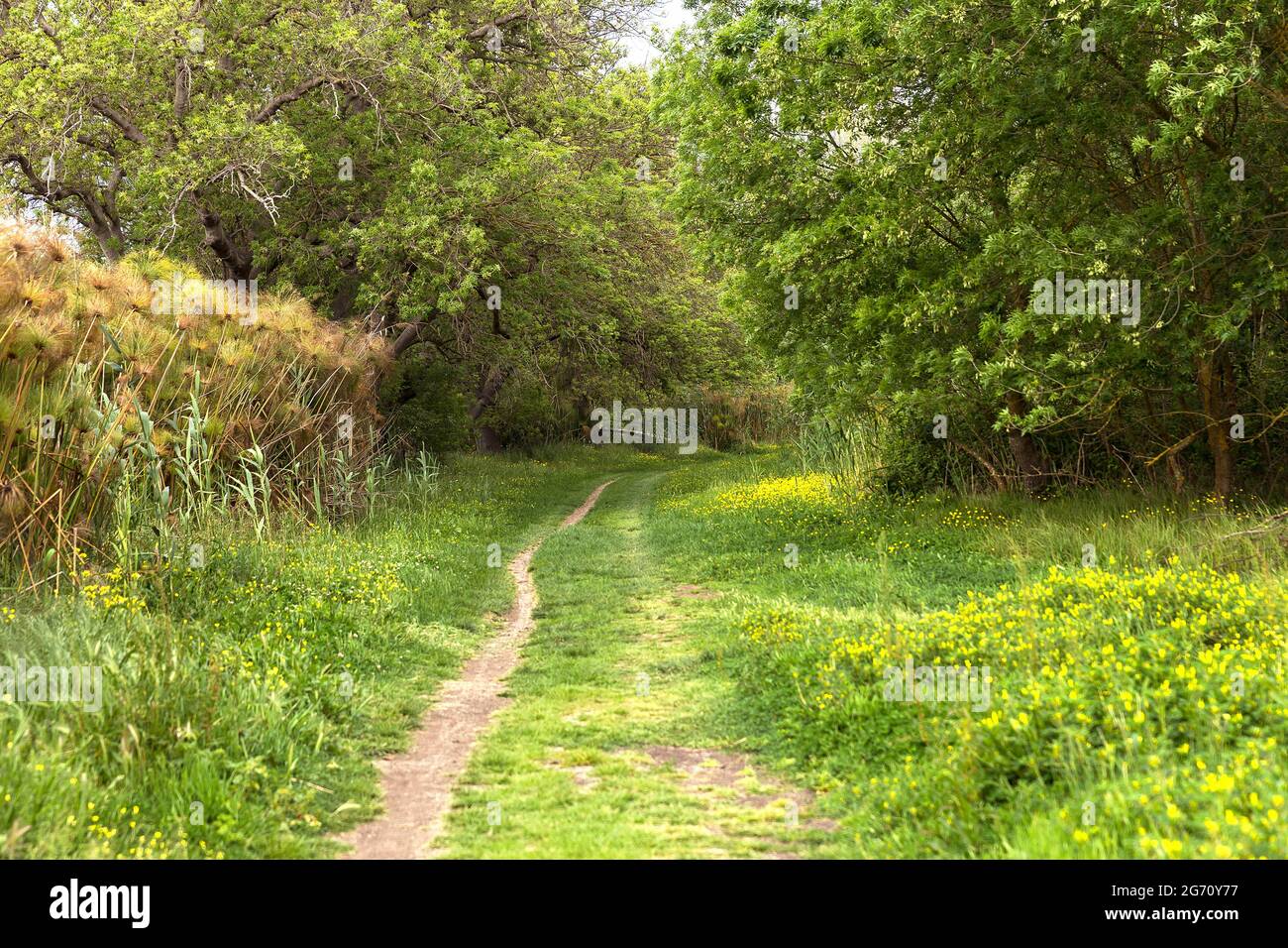 Awesome Green Sceneries of Natural Reserve of Ciane River (Riserva ...