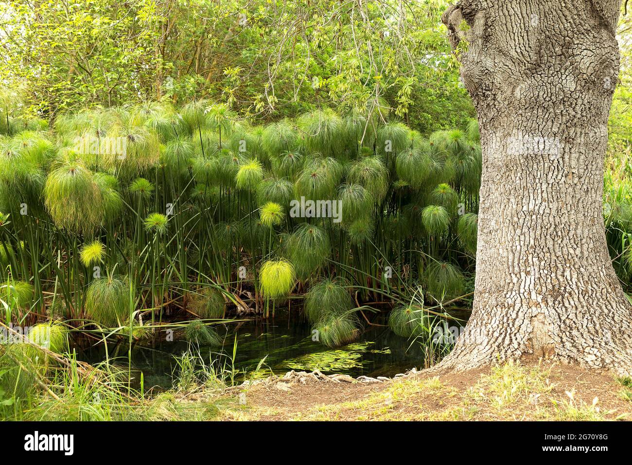 Ciane reserve hi-res stock photography and images - Alamy