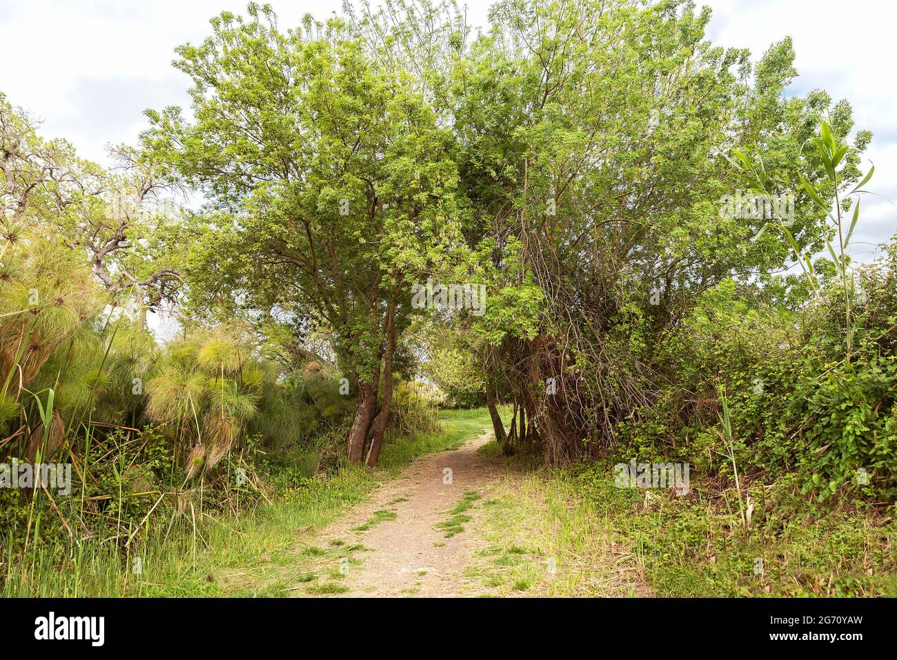 Awesome Green Sceneries of Natural Reserve of Ciane River (Riserva ...