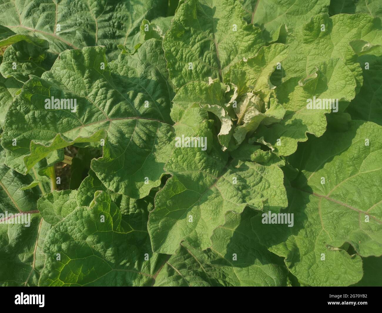 Good king henry plant hi-res stock photography and images - Alamy
