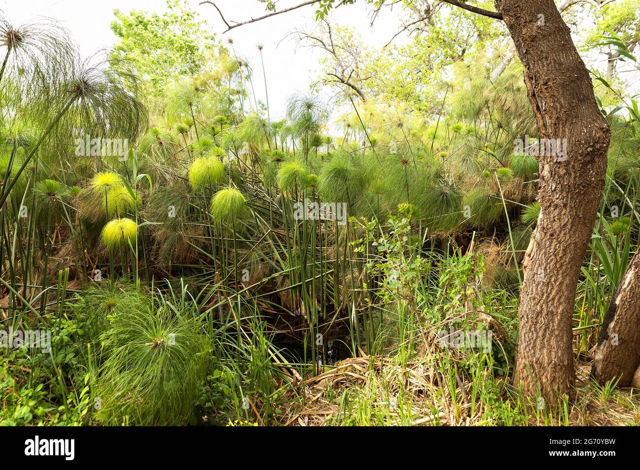 Awesome Green Sceneries of Natural Reserve of Ciane River (Riserva ...