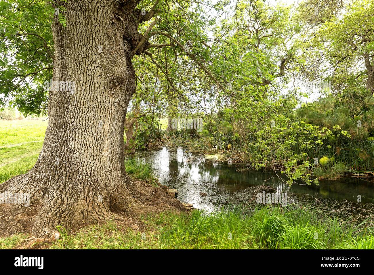Awesome Green Sceneries of Natural Reserve of Ciane River (Riserva ...