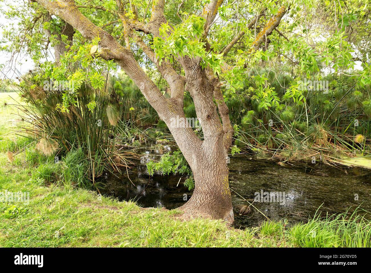 Awesome Green Sceneries of Natural Reserve of Ciane River (Riserva ...