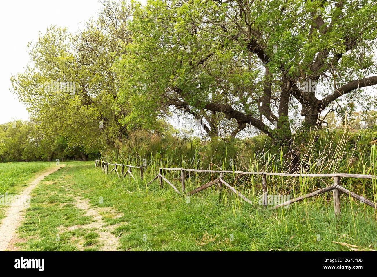 Awesome Green Sceneries of Natural Reserve of Ciane River (Riserva ...
