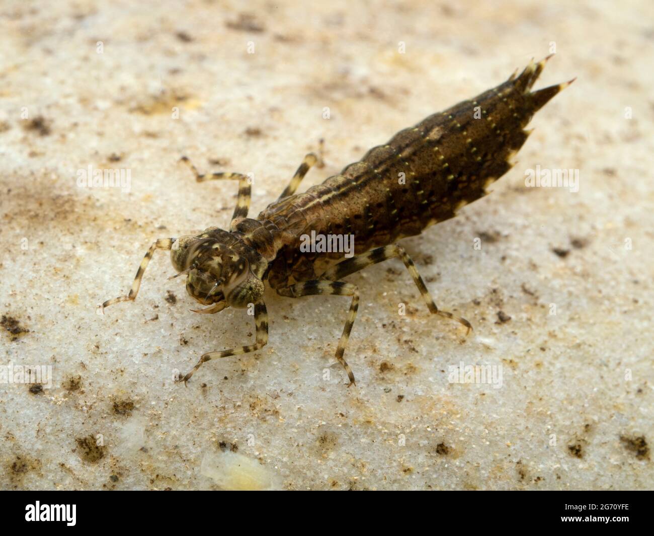Dragonfly nymph underwater hi-res stock photography and images - Alamy