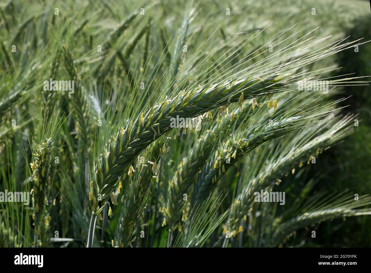 Beautiful young green wheat hi-res stock photography and images - Alamy