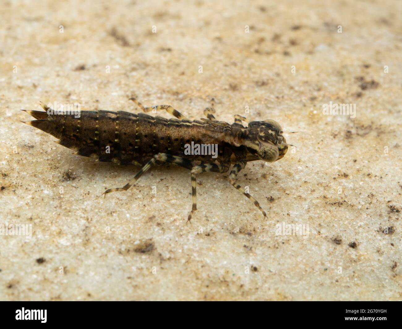 Dragonfly nymph underwater hi-res stock photography and images - Alamy