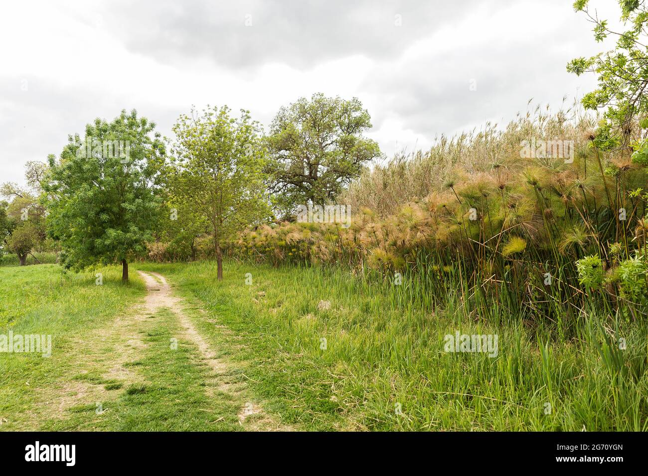 Awesome Green Sceneries of Natural Reserve of Ciane River (Riserva ...