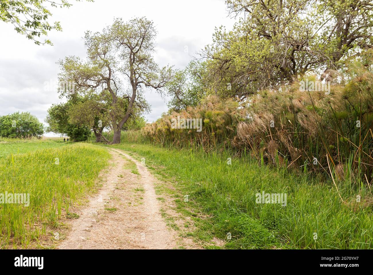 Awesome Green Sceneries of Natural Reserve of Ciane River (Riserva ...
