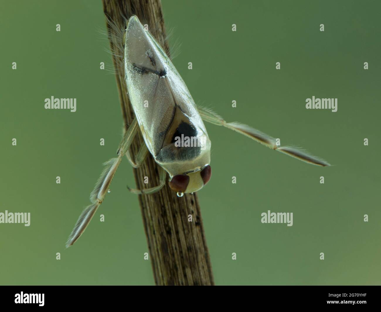 Dorsal view of an aquatic grousewinged backswimmer (Notonecta undulata ...