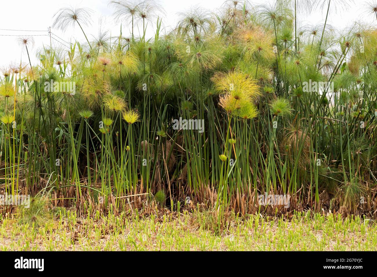 Awesome Green Sceneries of Natural Reserve of Ciane River (Riserva ...