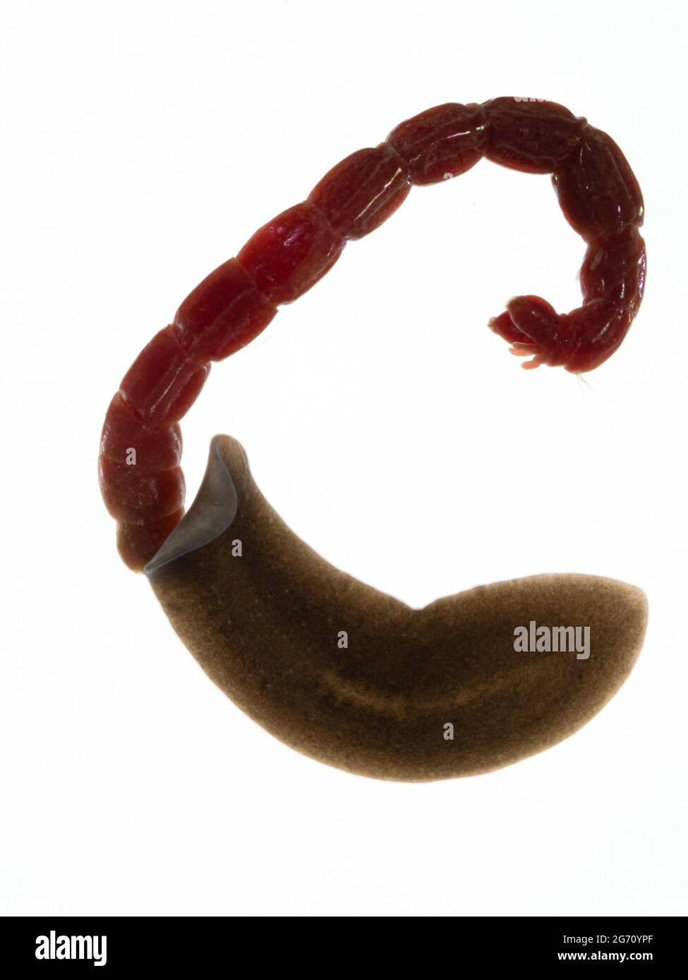 Freshwater flatworm planaria hi-res stock photography and images - Alamy
