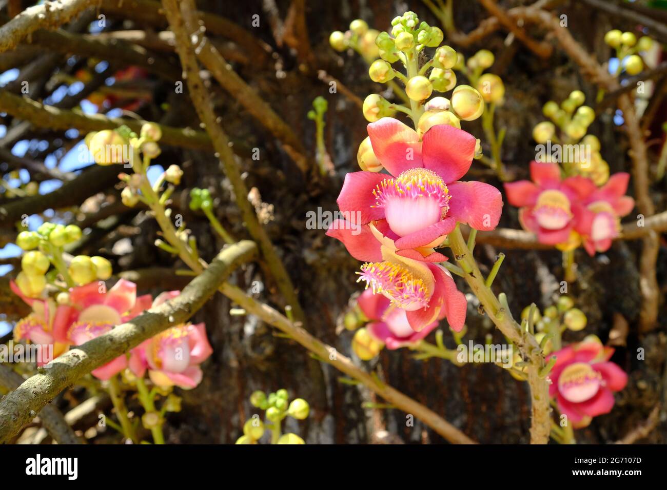 Cambodia Sihanoukville - Kampong Som - Wat Krom garden with Cannonball ...