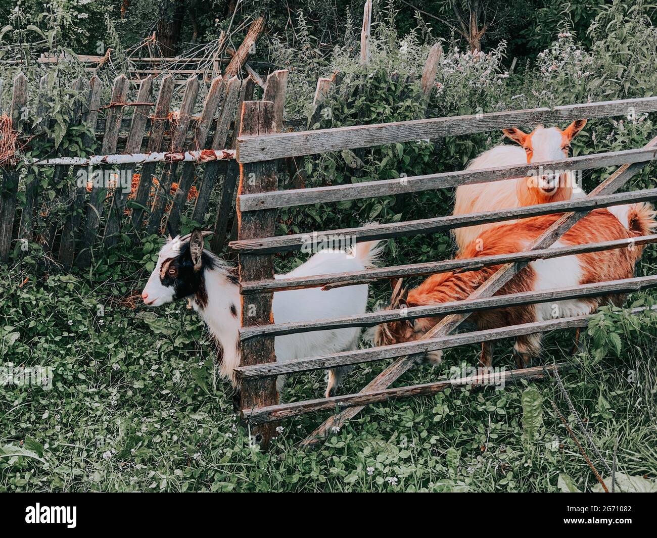 Group of goats on a farm Stock Photo - Alamy