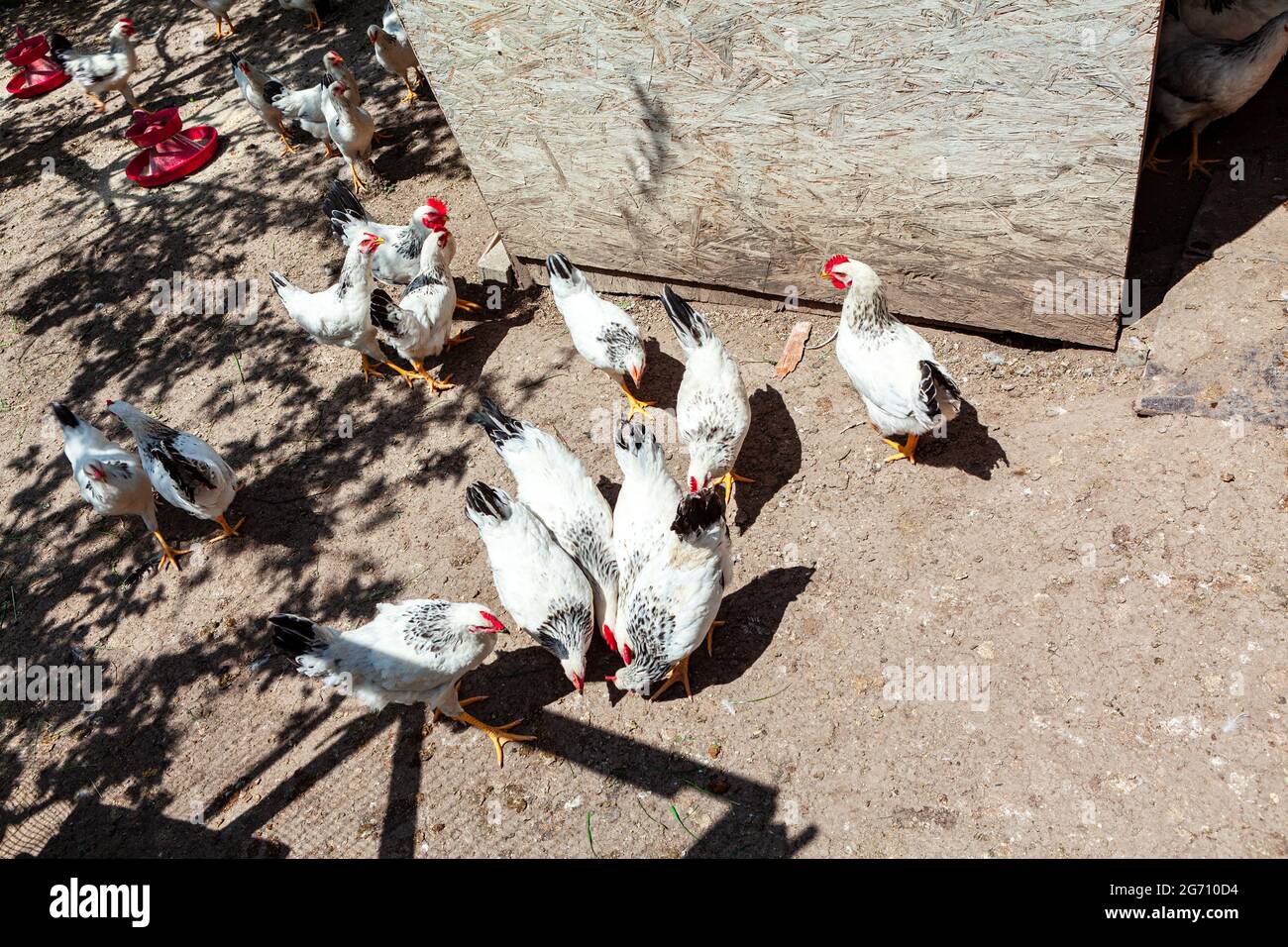 Chicken in farm at countryside . White hen . Chickens on poultry farm ...