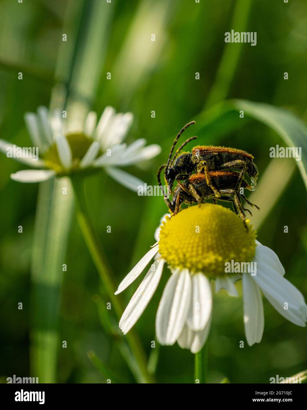 Selective focus shot of a bug mating on a blooming Mayweed flower in ...