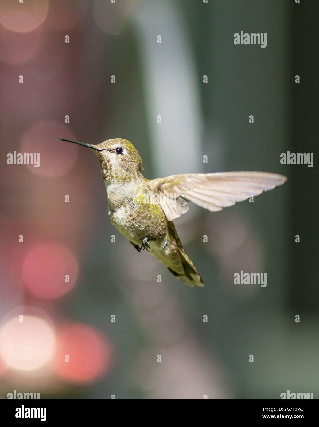 Ruby-throated hummingbird flying in the air on a blurred background ...