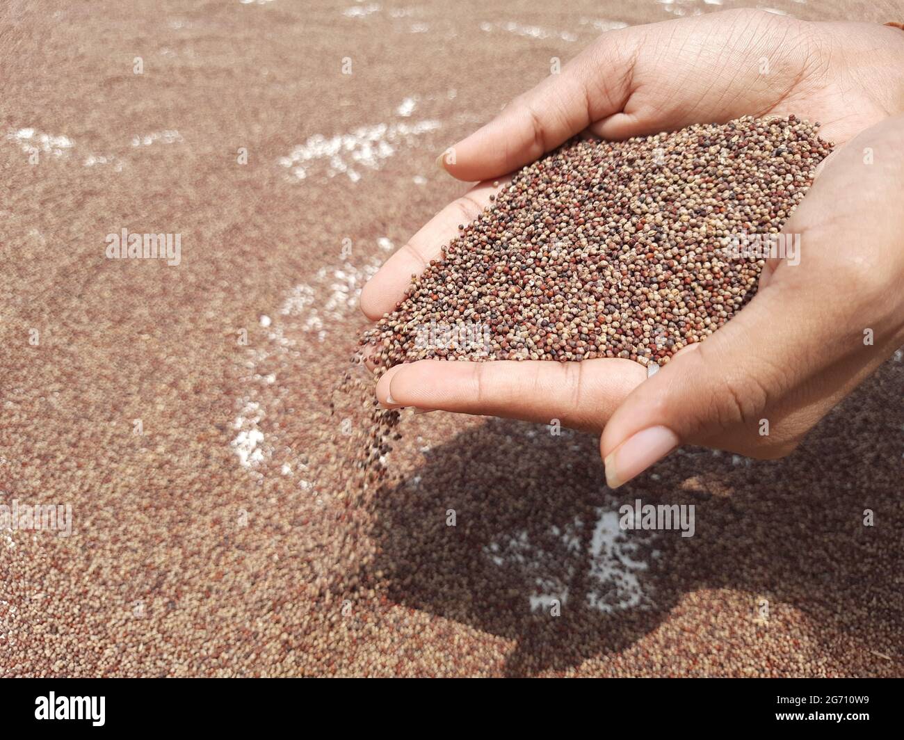 Nachni hi-res stock photography and images - Alamy