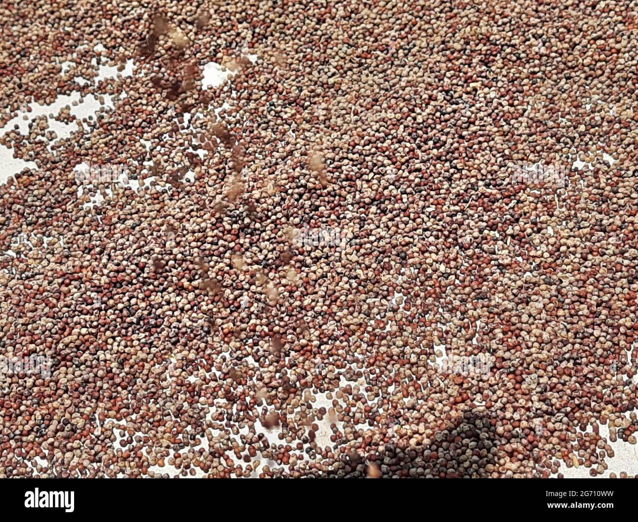 Ragi seed hi-res stock photography and images - Alamy