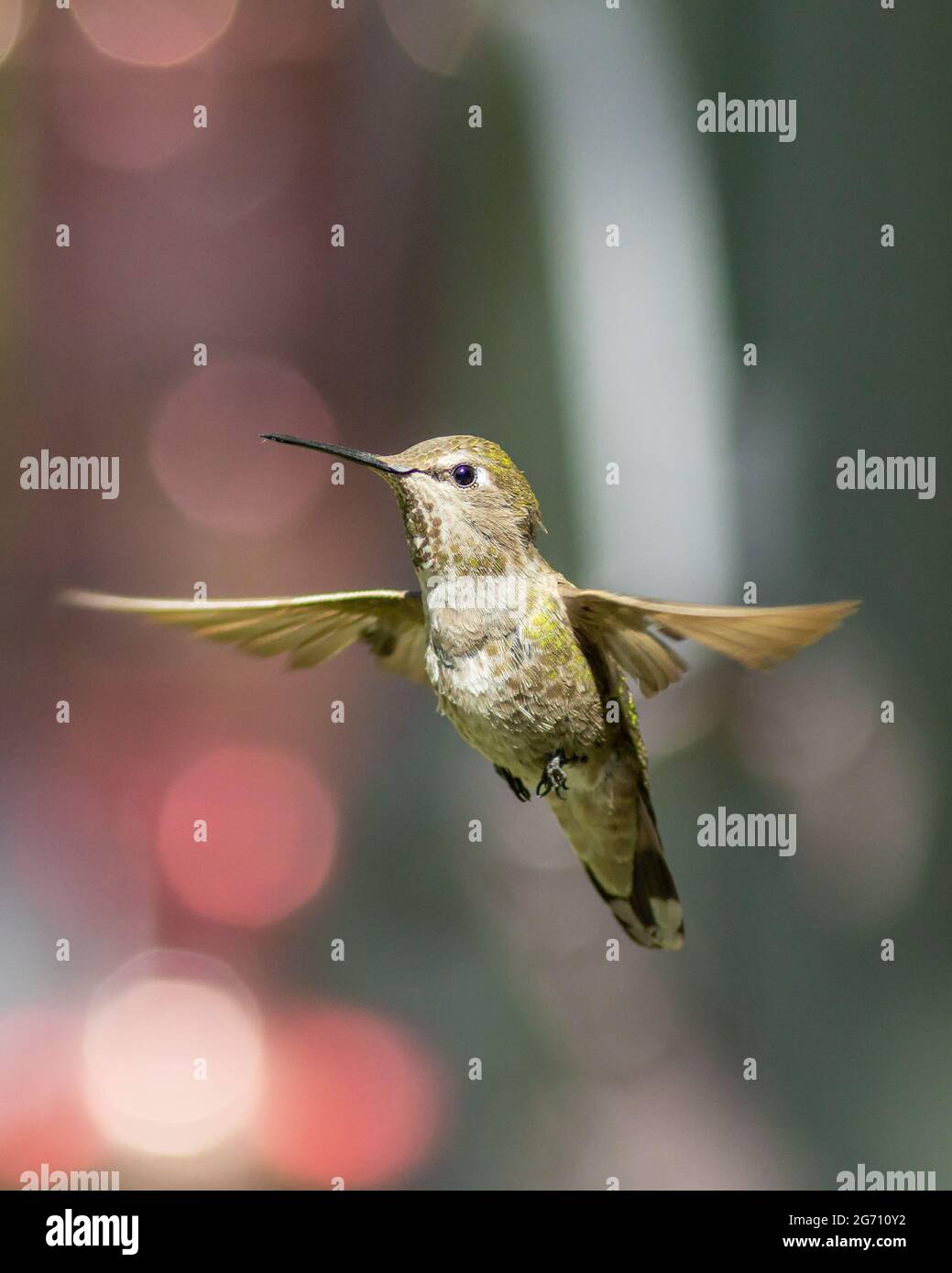Ruby-throated hummingbird flying in the air with stretched wings on a ...