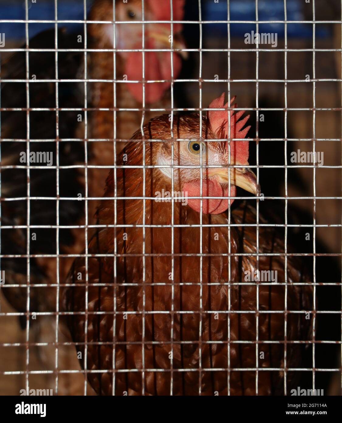 Vertical shot of roosters in a cage Stock Photo - Alamy