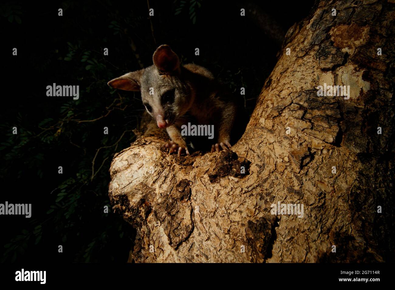 Common Brushtail Possum (Trichosurus vulpecula) Charleville, Queensland ...