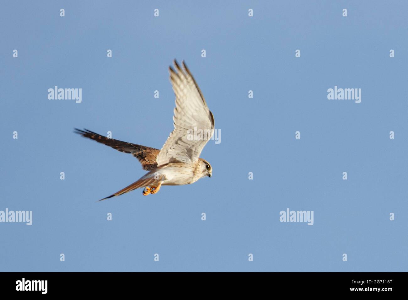 Nankeen Kestrel Falco (cenchroides) outside Barcaldine, Queensland ...