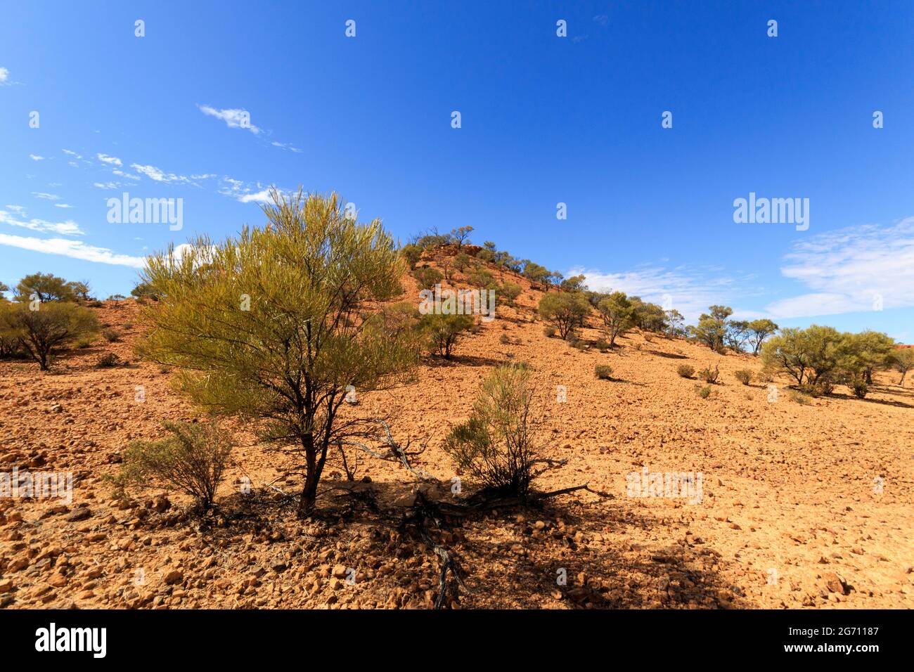 Arid desert environment and spinifex at Lark Quarry near Opalton ...