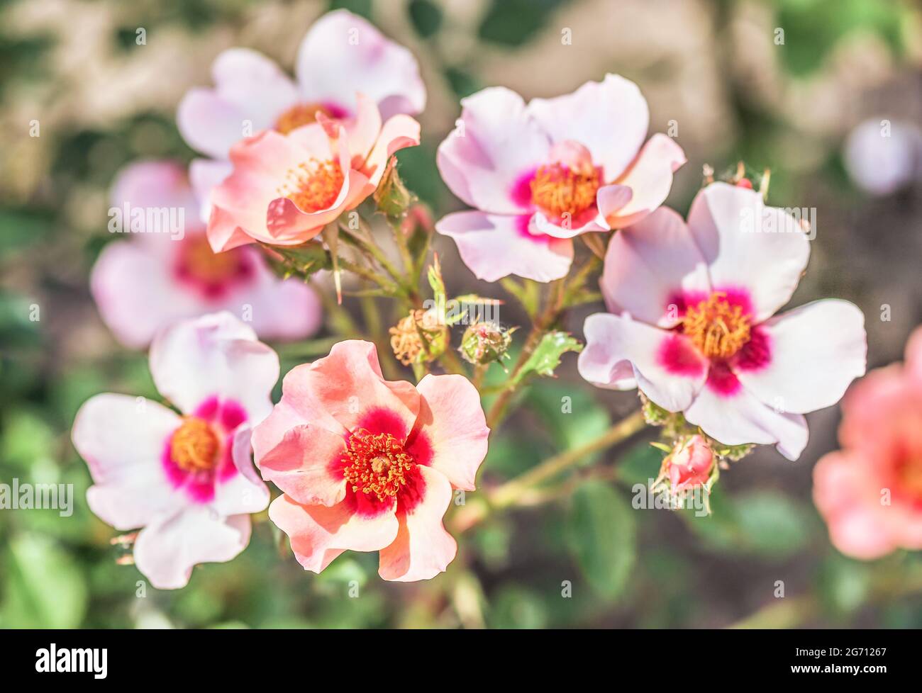 A beautiful English ground cover rose with a very delicate, pure color ...