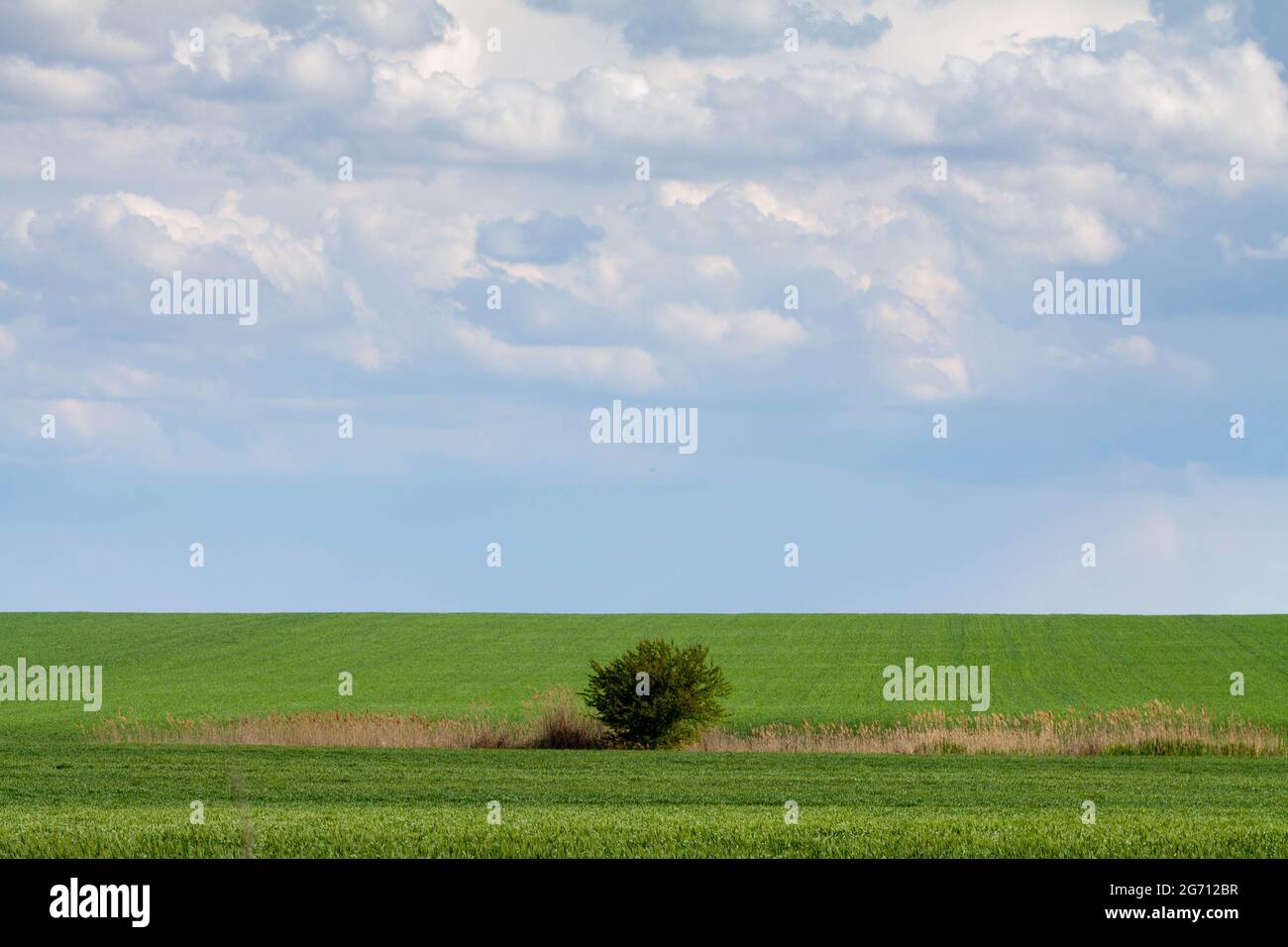 Lonely tree standing in a green field. Rural landscape for postcard and ...