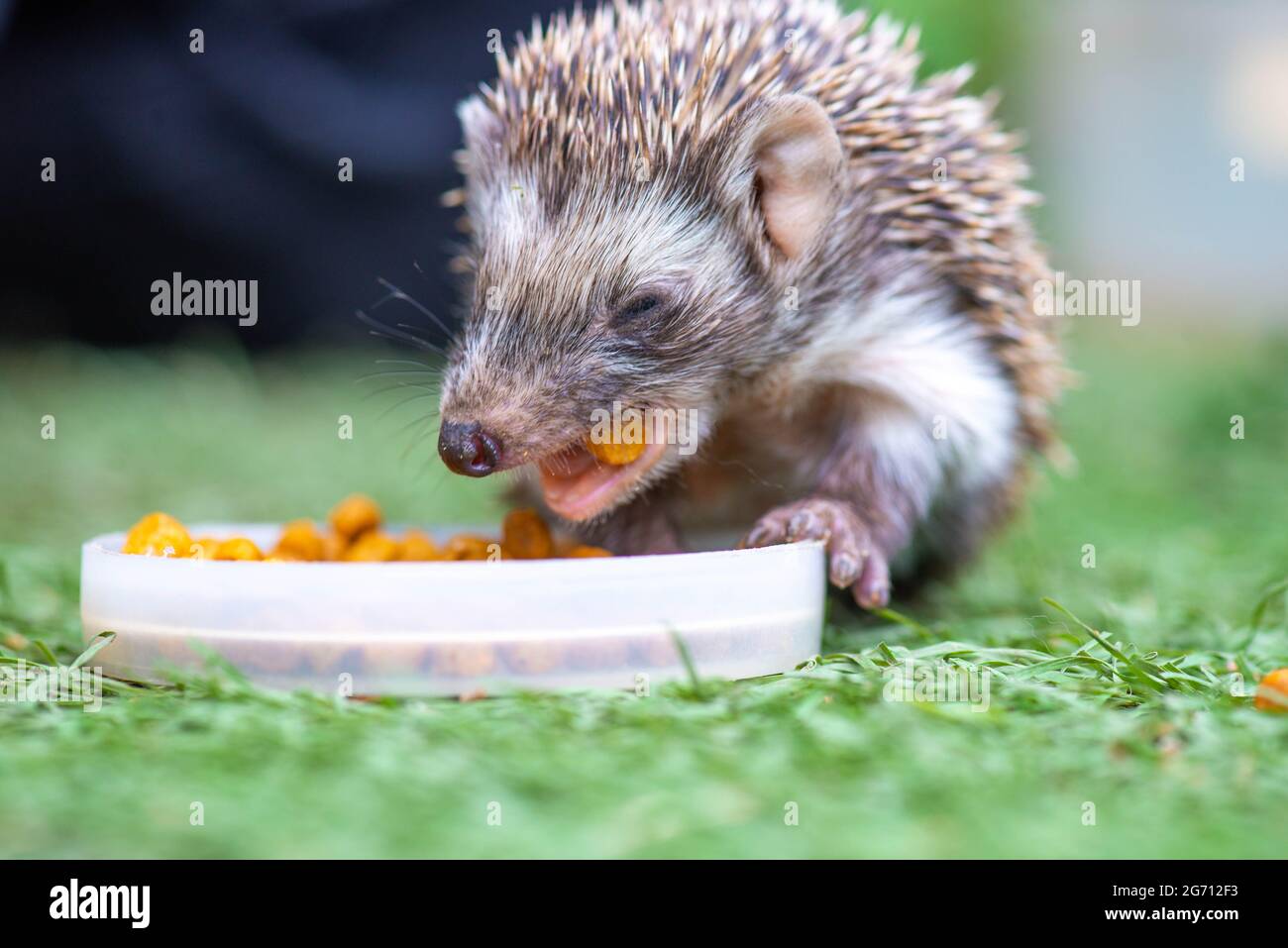 Adorable hedgehog hi-res stock photography and images - Alamy
