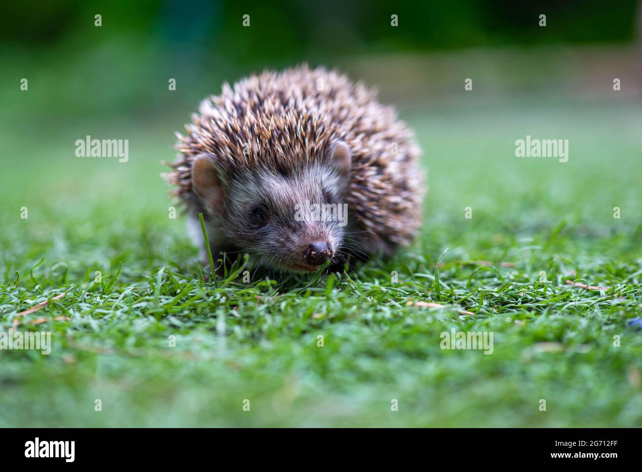 a charming hedgehog is running in a beautiful meadow Stock Photo - Alamy