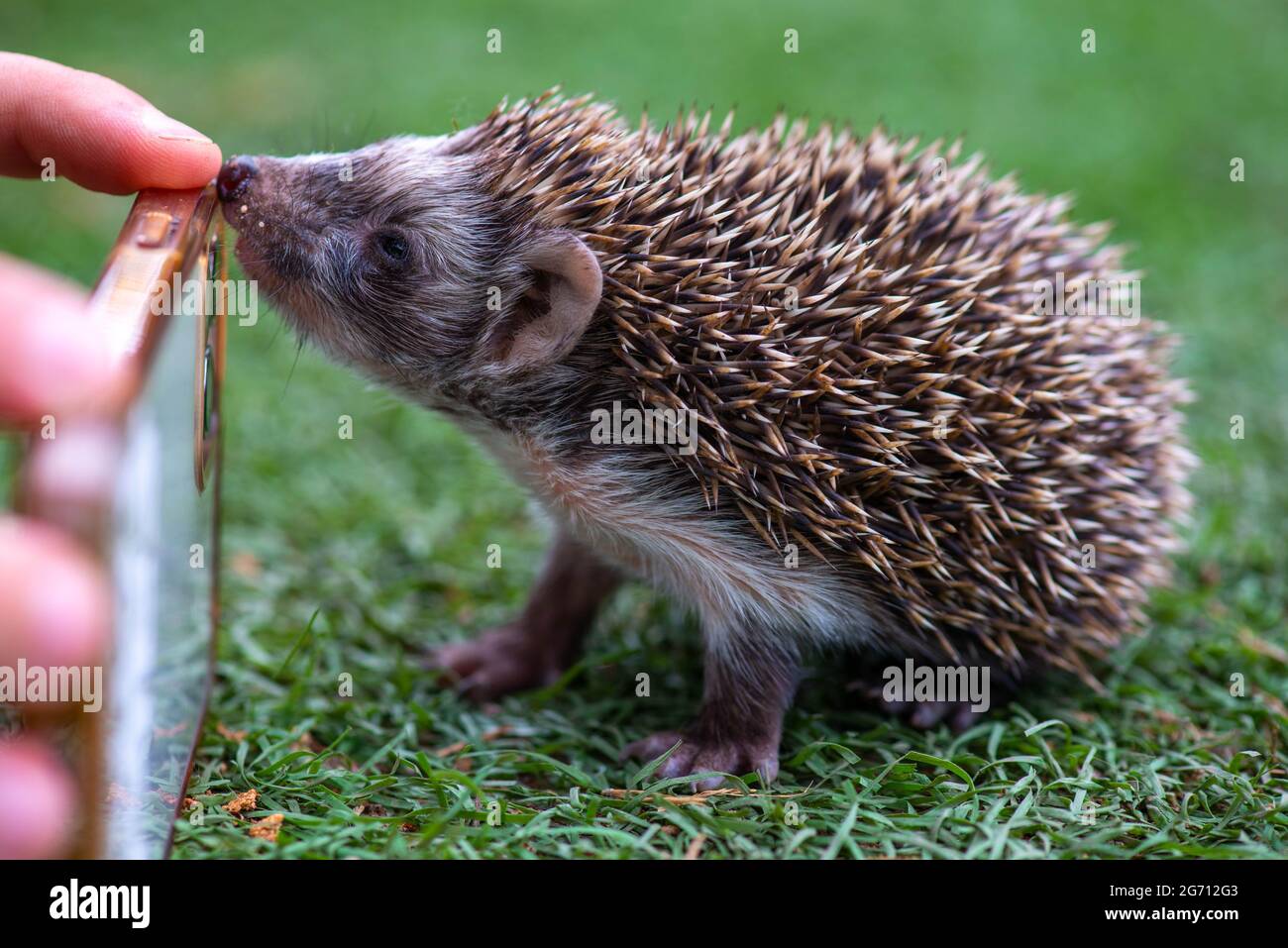 curious hedgehog wondering how he picks up the phone Stock Photo - Alamy