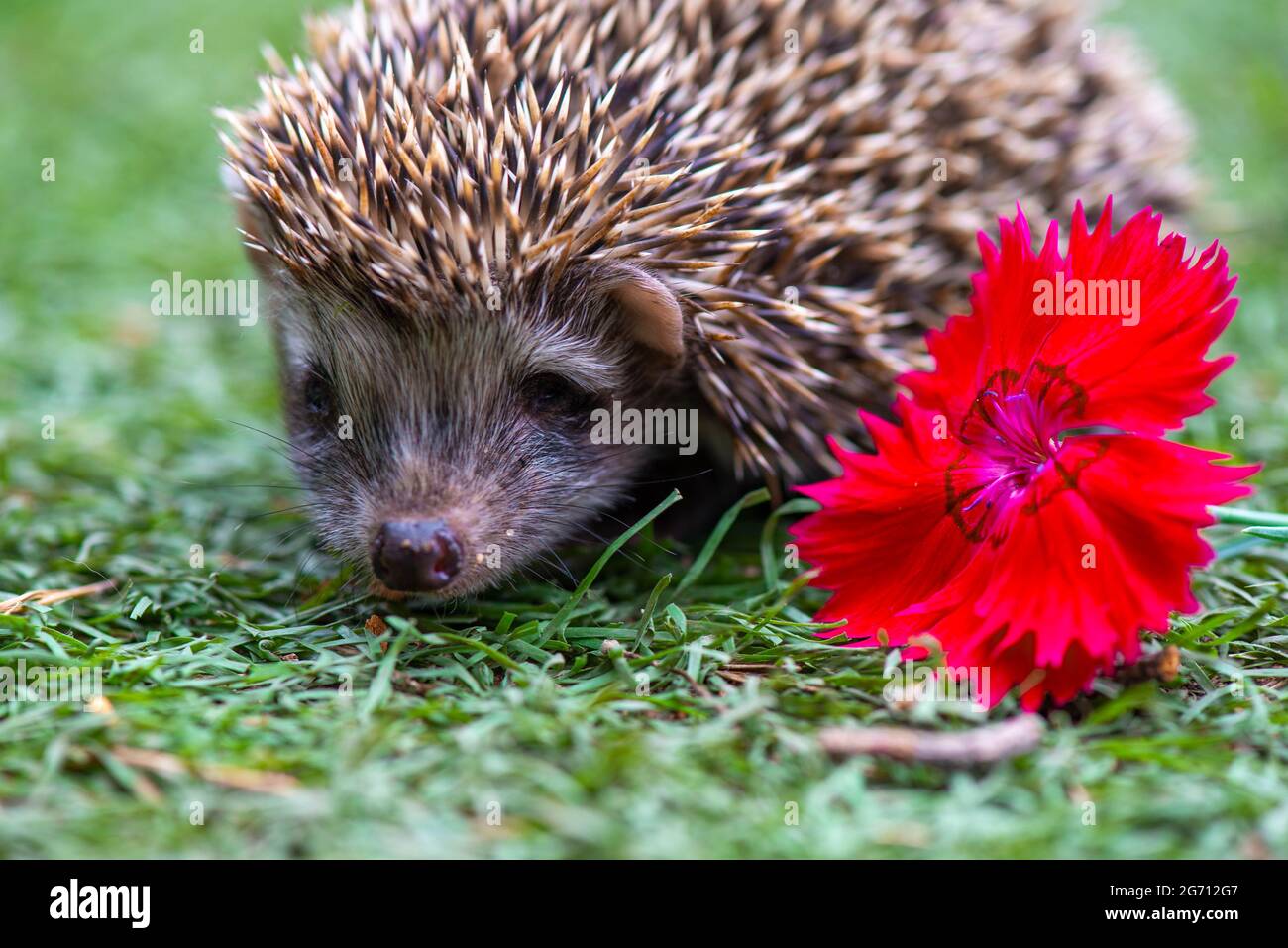 Sad american flag hi-res stock photography and images - Alamy