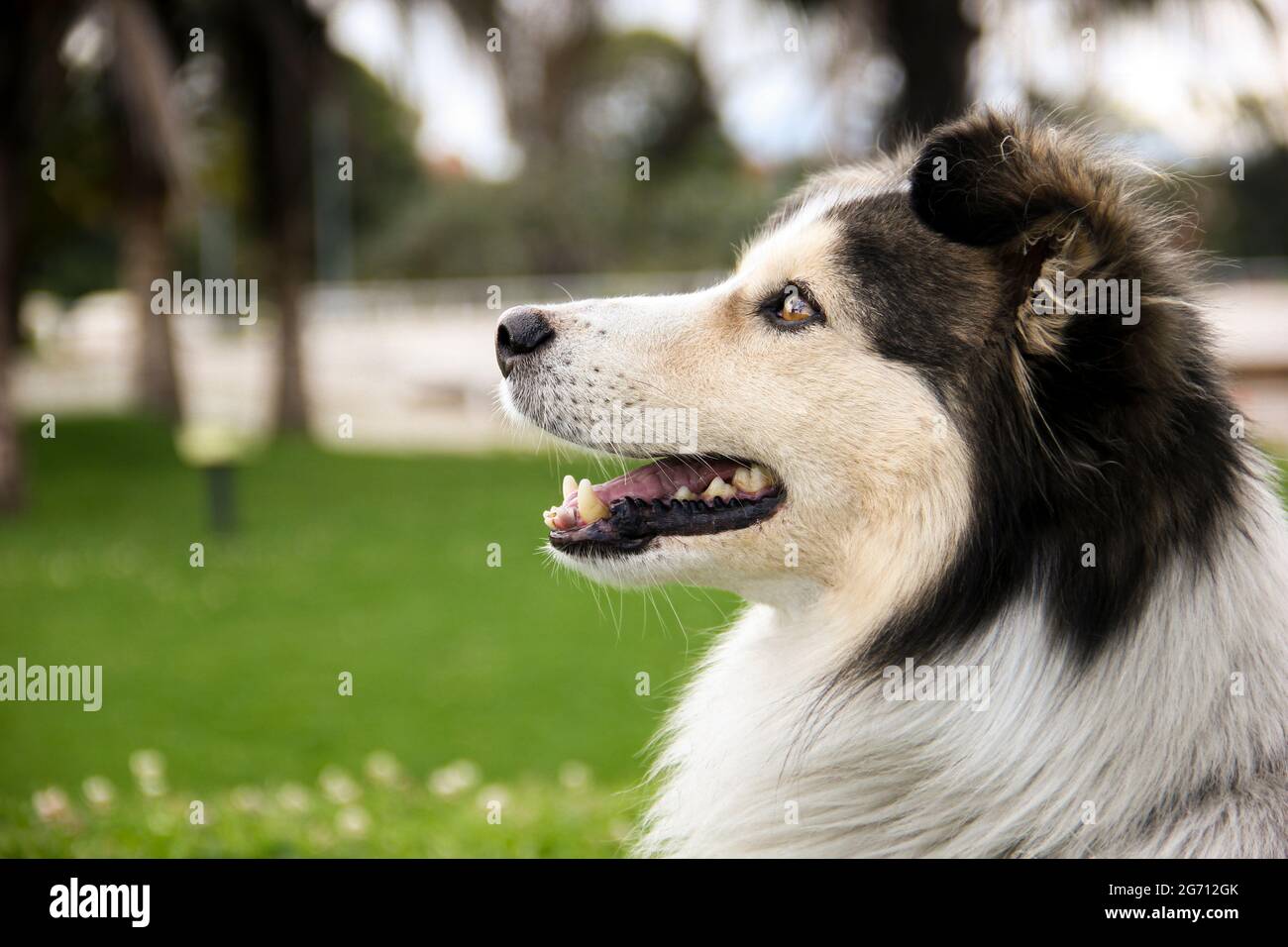 Siberian Husky Profile face smiling for a portrait. Siberian Husky ...
