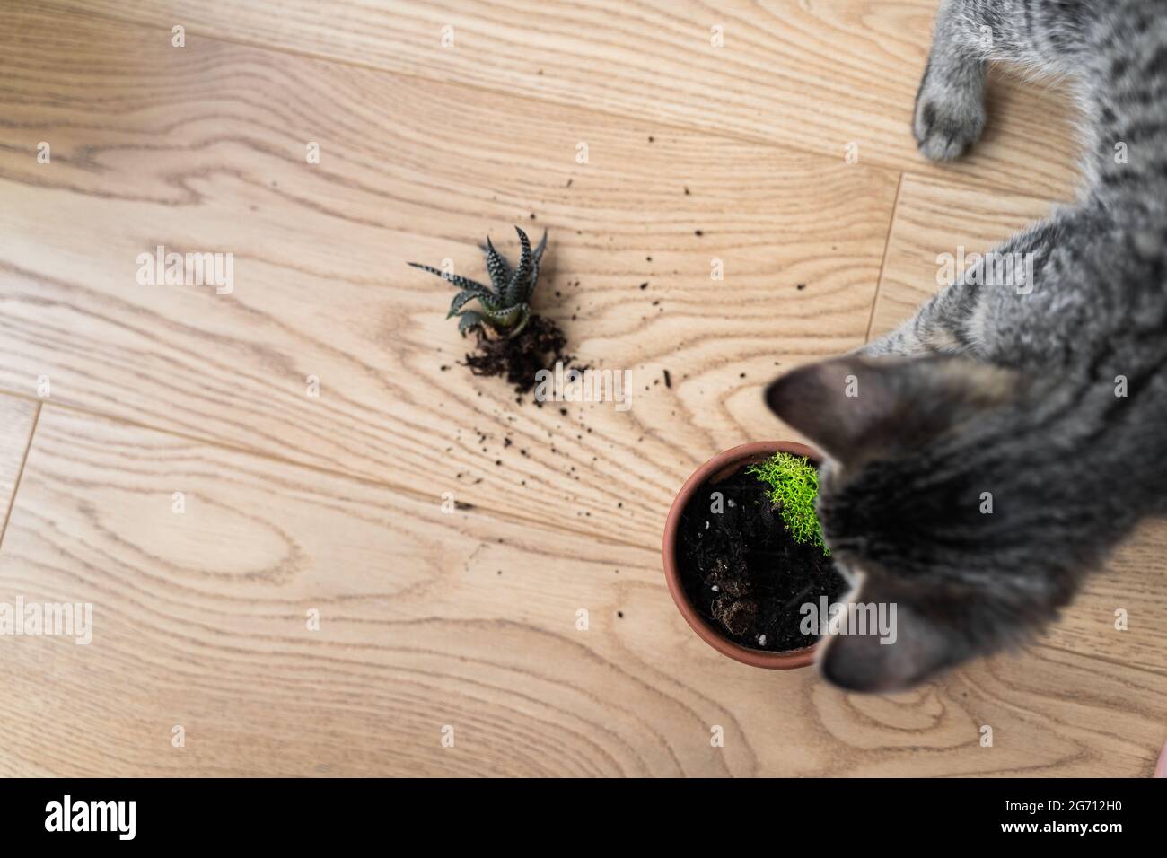 Domestic cat home naughty hi-res stock photography and images - Alamy