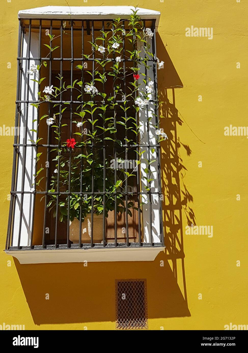 Window flowers, vine growing over security frames on white window box ...