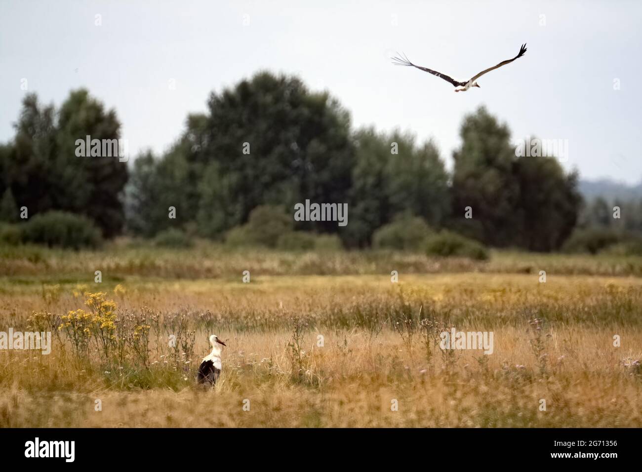 Stork in dried field hi-res stock photography and images - Alamy