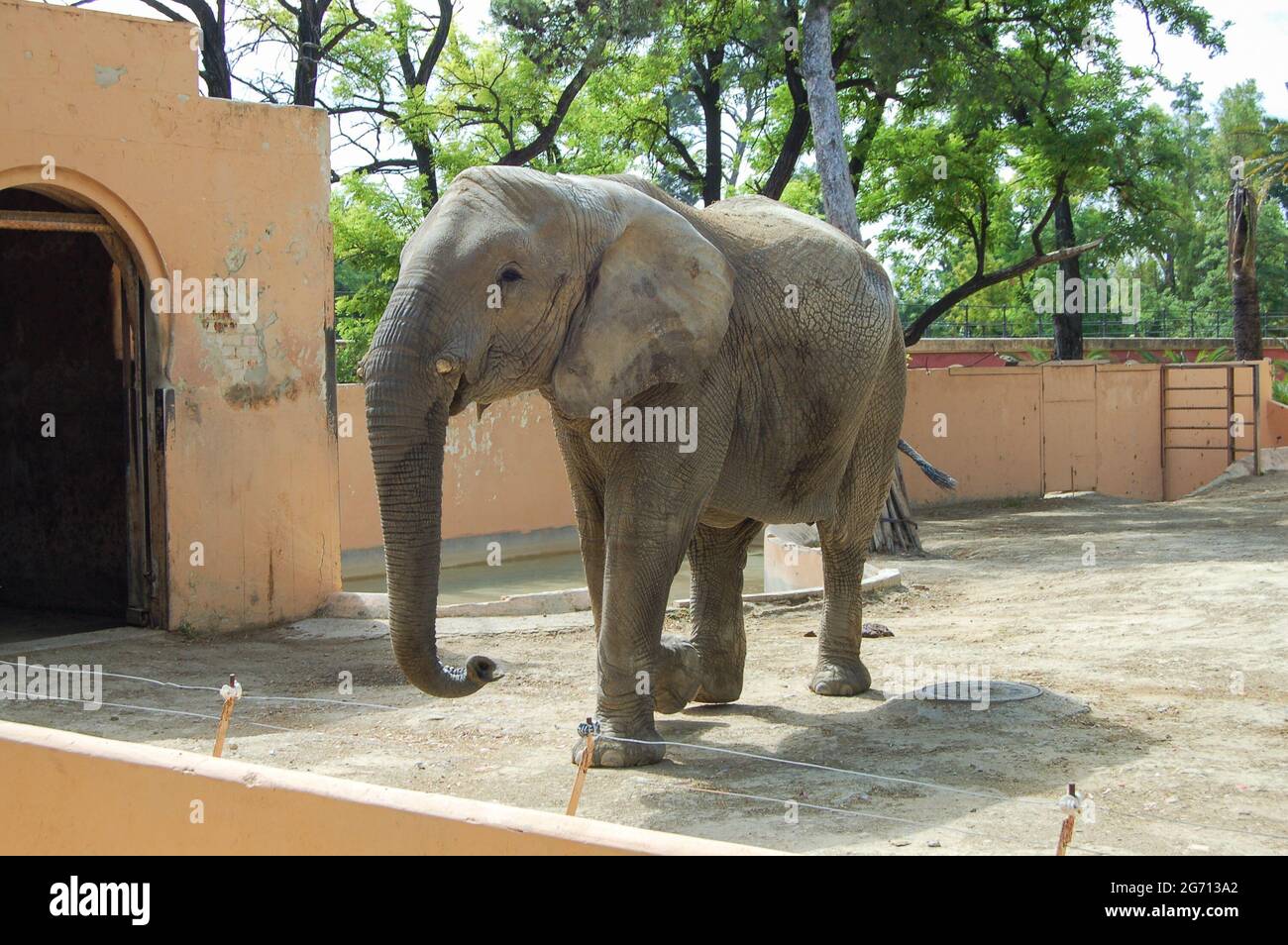 Big Indian elephant in the zoo during the daytime Stock Photo - Alamy