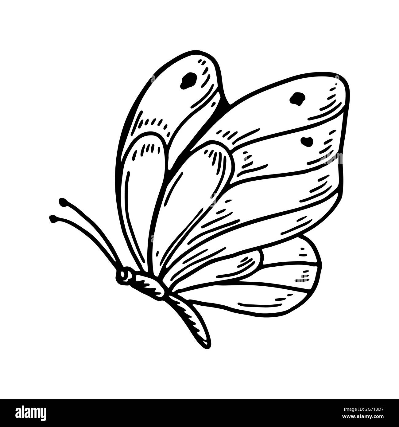 Hand drawn butterfly isolated of white. Vector illustration in sketch ...