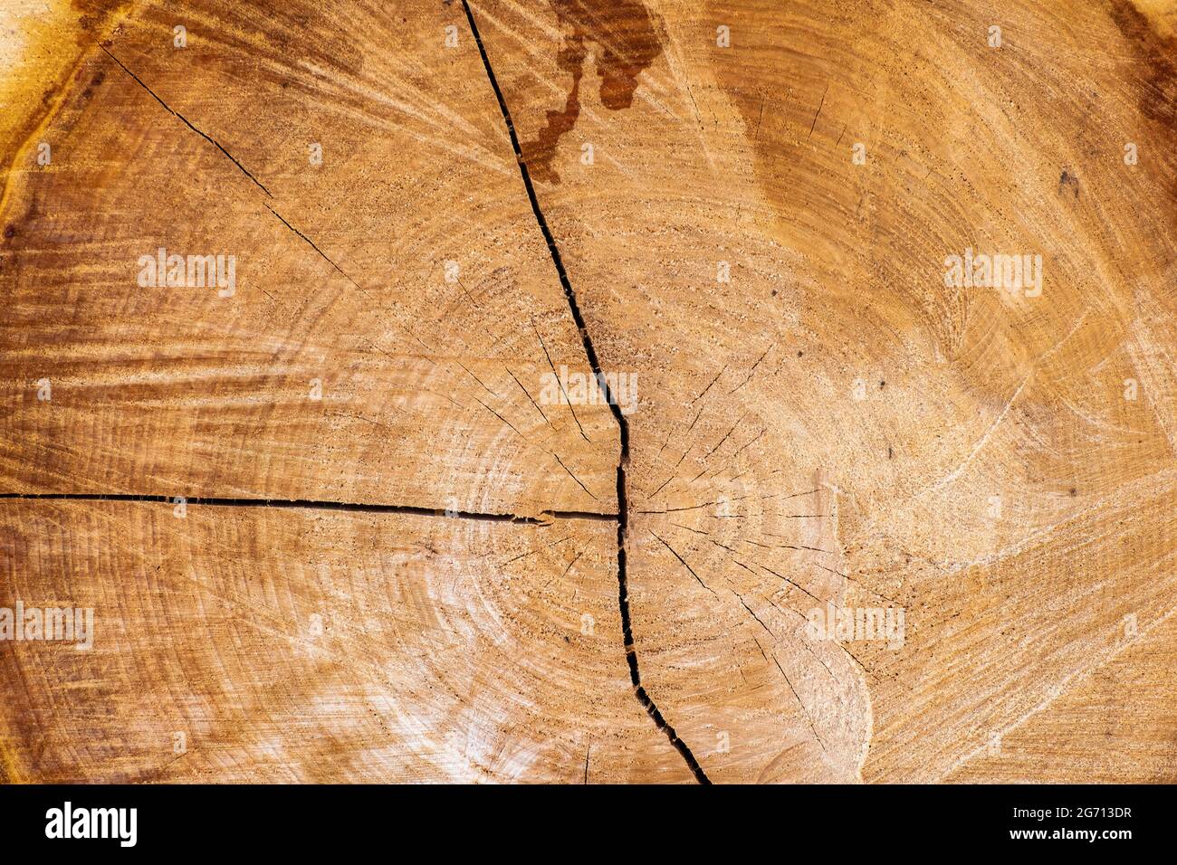 Tree stum hi-res stock photography and images - Alamy