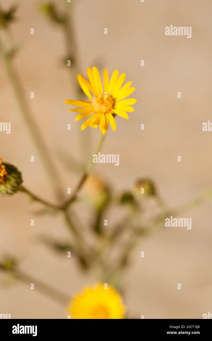 Close Up Detail, Jacobaea vulgaris Flower, Stinking Willie Stock Photo ...